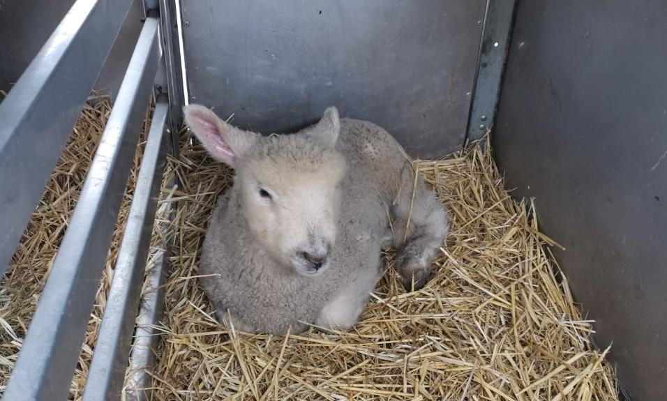 News - Hartcliffe City Farm