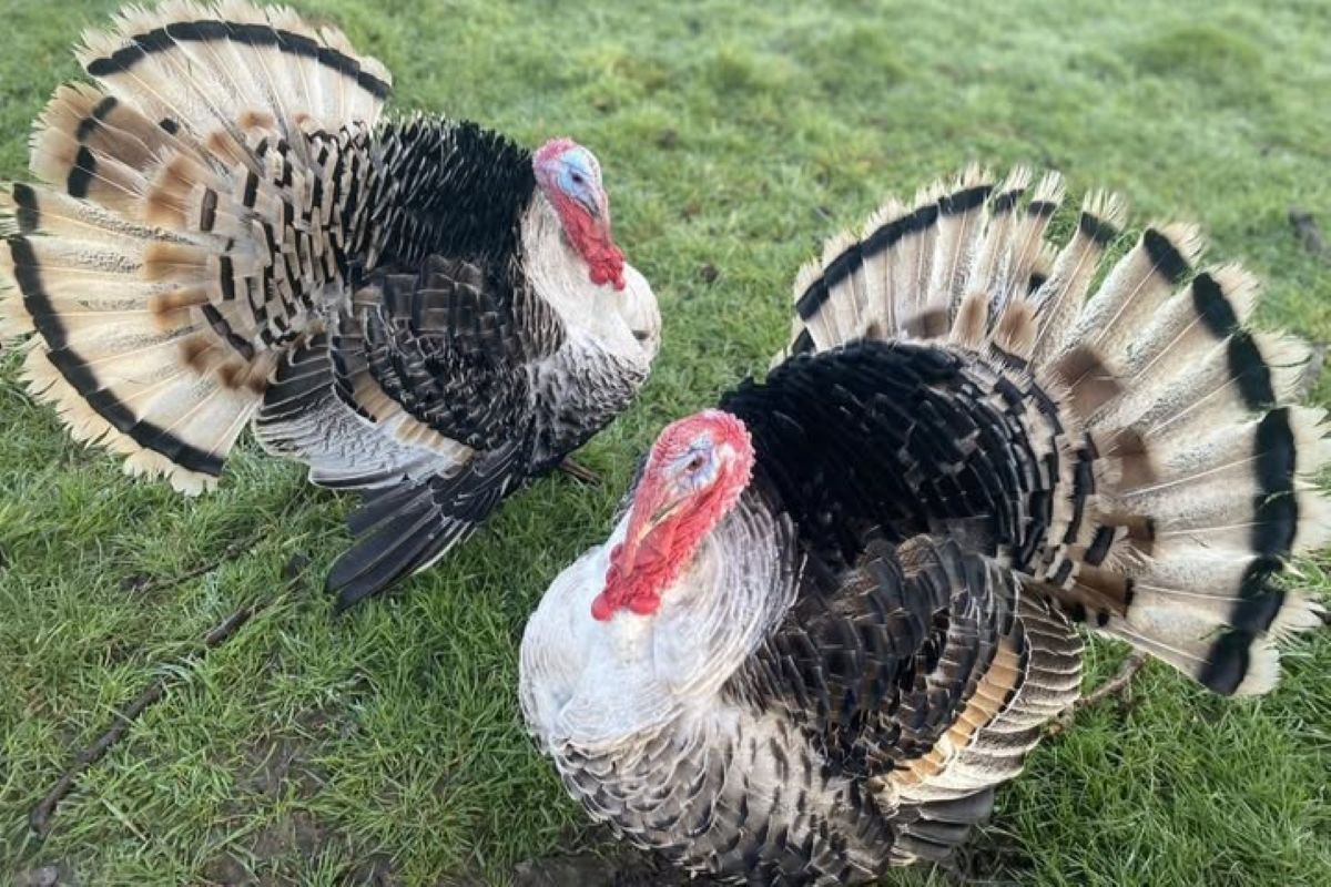 Home - Hartcliffe City Farm